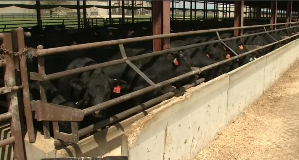 EFN - More Info - Encore Consultants